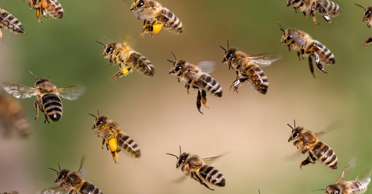 Give Bees a Chance | ARCOTEL das MEHR Hotel